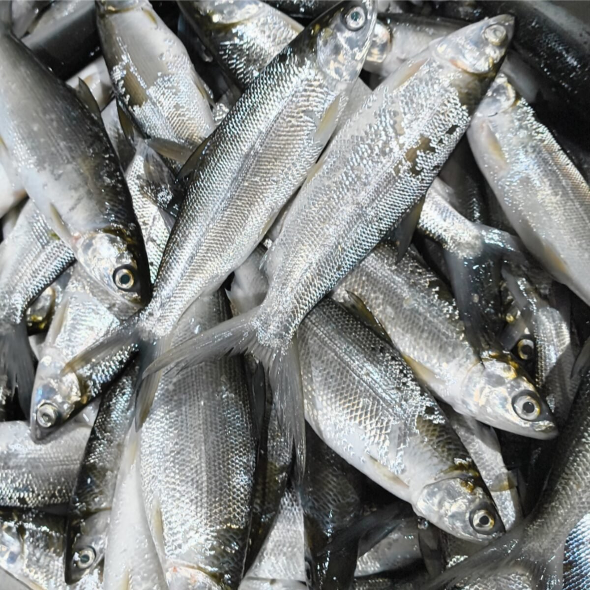 Fresh Milk Fish – freshminimarketonline.com