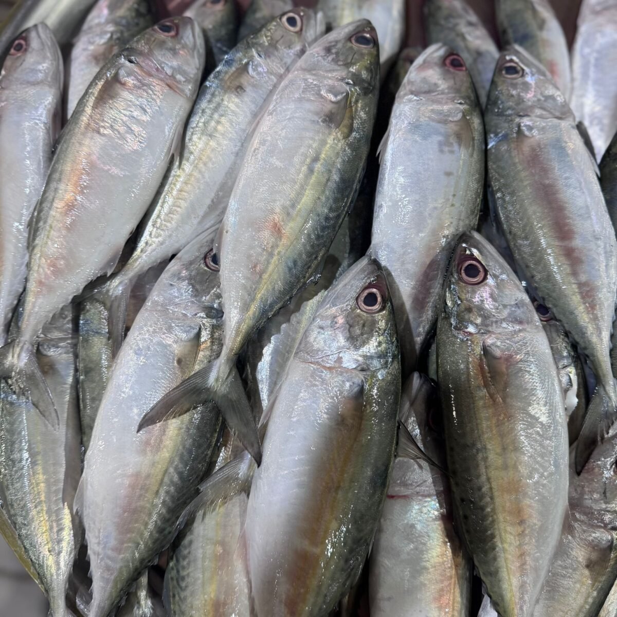 Fresh Ayla fish – freshminimarketonline.com