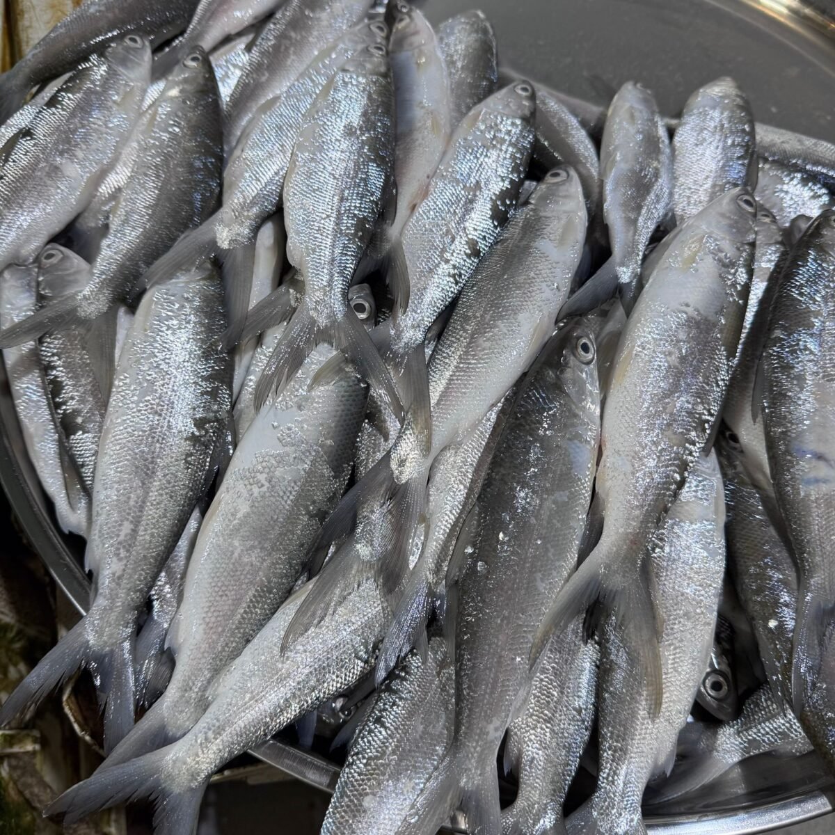 Fresh Milk Fish – freshminimarketonline.com